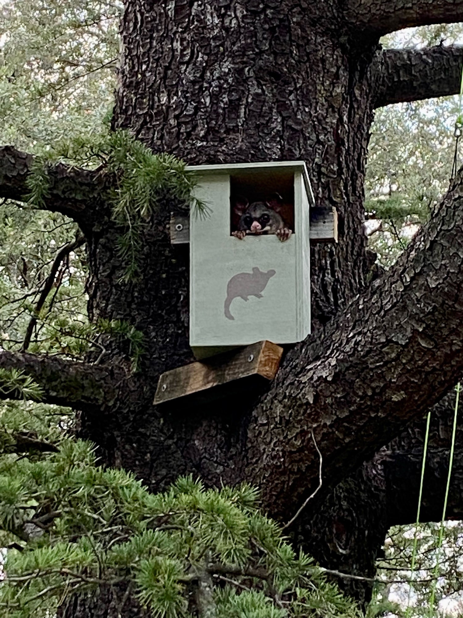Article – Possum Piper